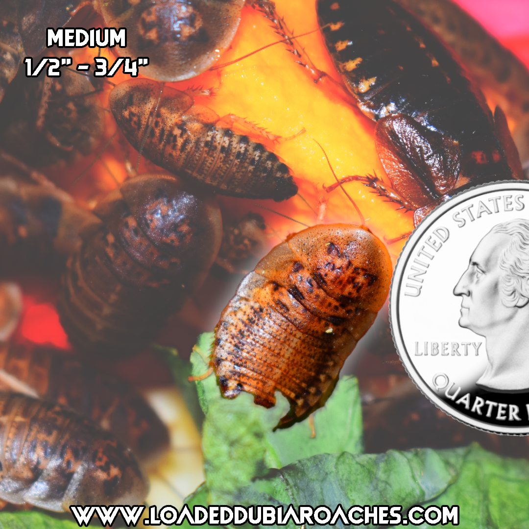 Medium Dubia Roaches 1/2” - 3/4” – Loaded Dubia Roaches