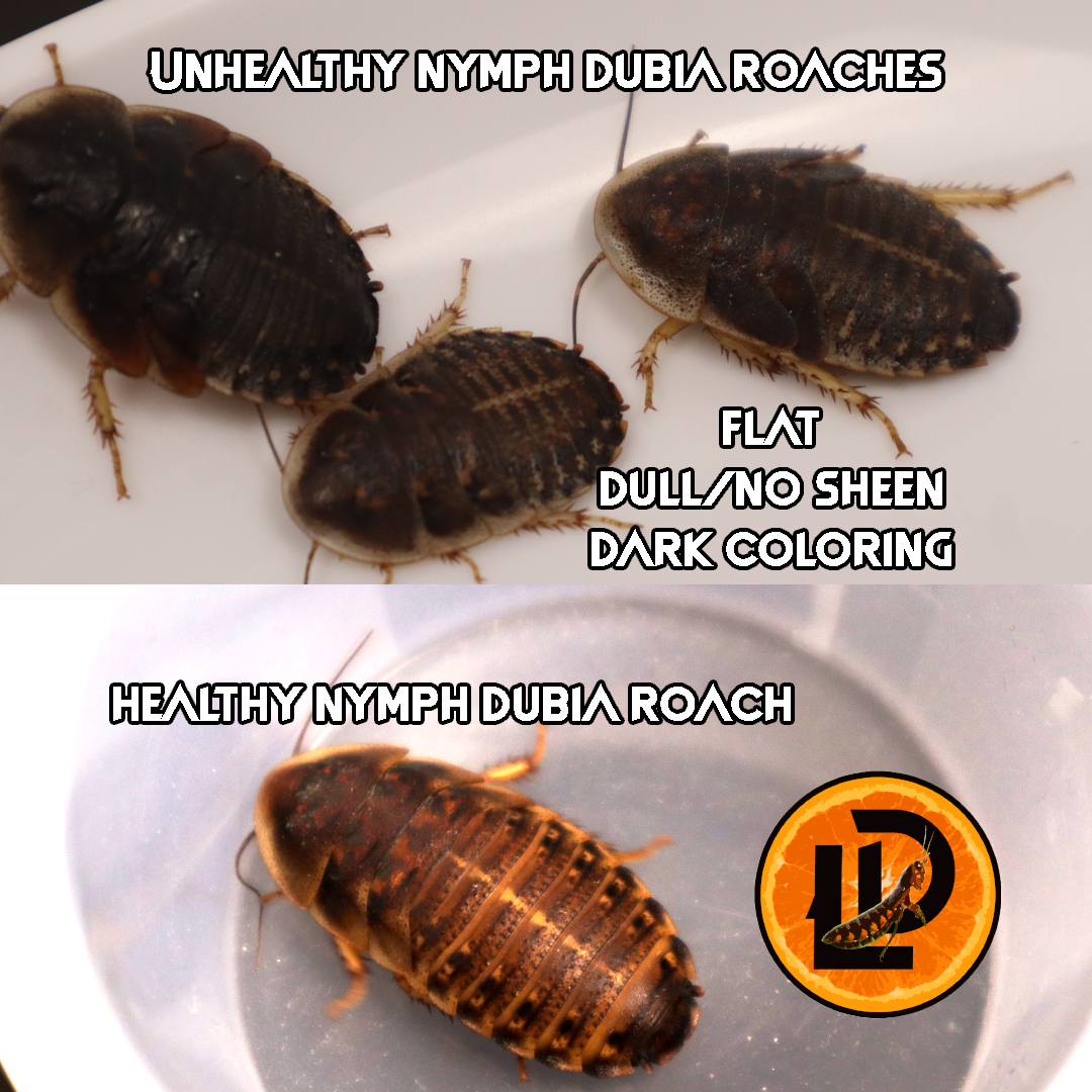 Healthy Dubia Roaches: A Guide to Identifying What you are Buying ...